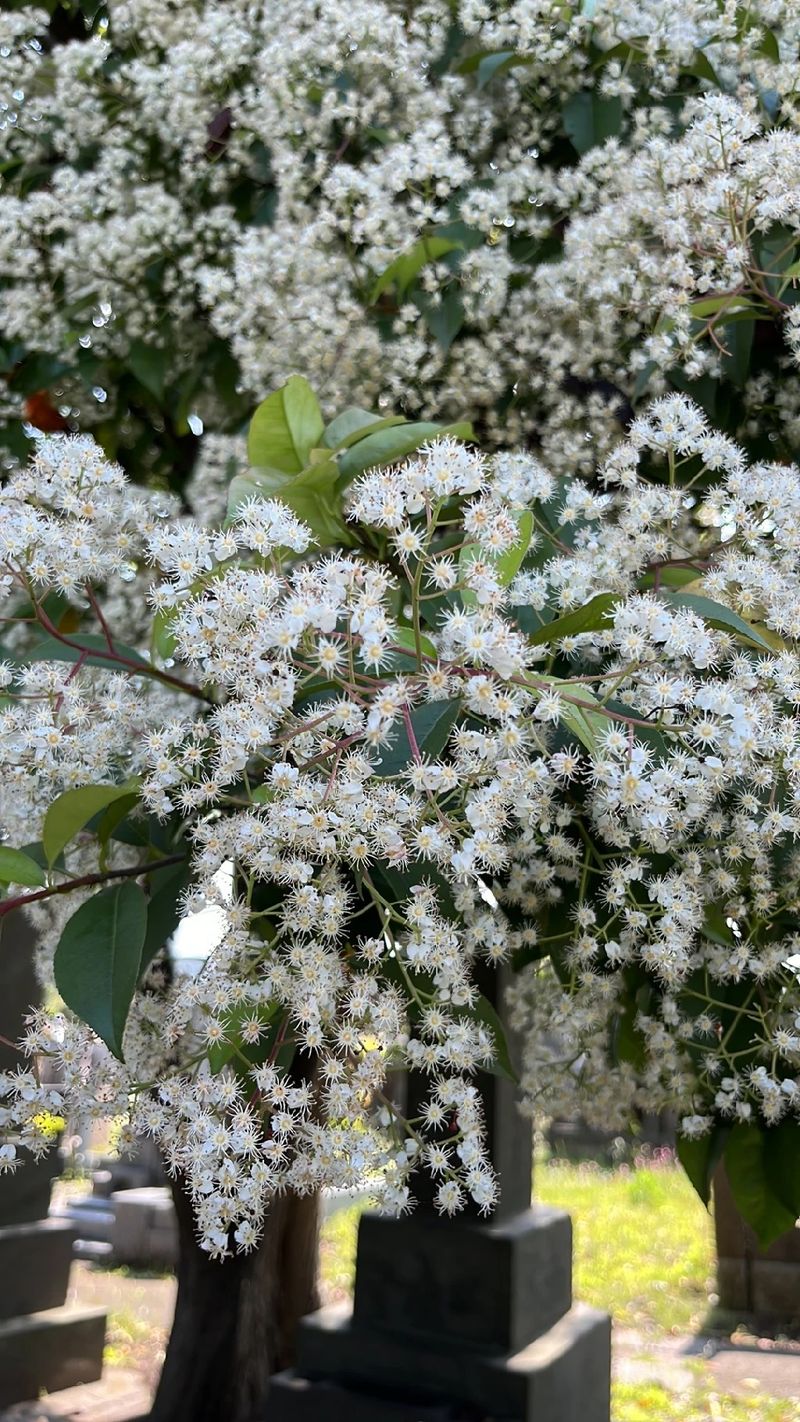 Discovering the Symbolism and Allure of Japanese Photinia Flowers