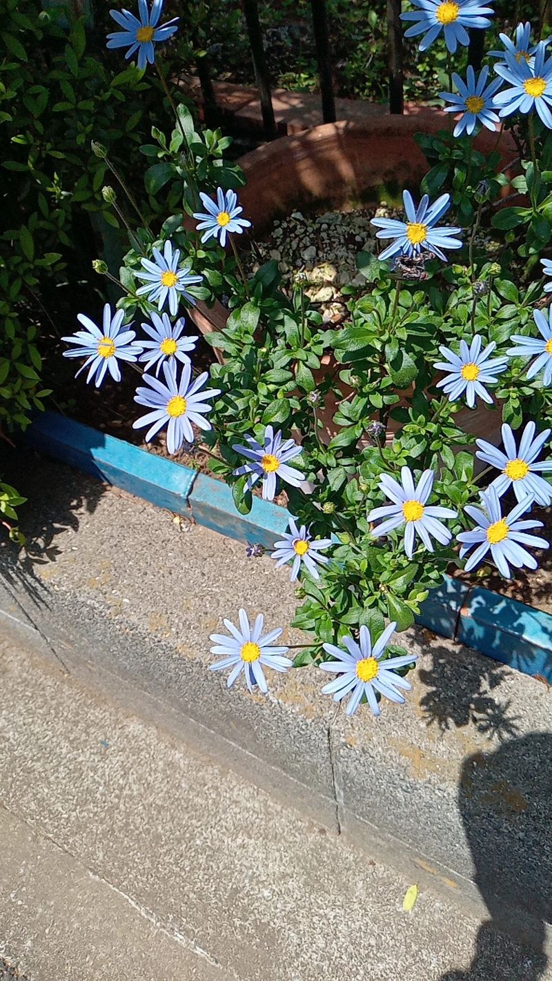 Discover the Charm and Symbolism of the Enchanting Blue Daisy