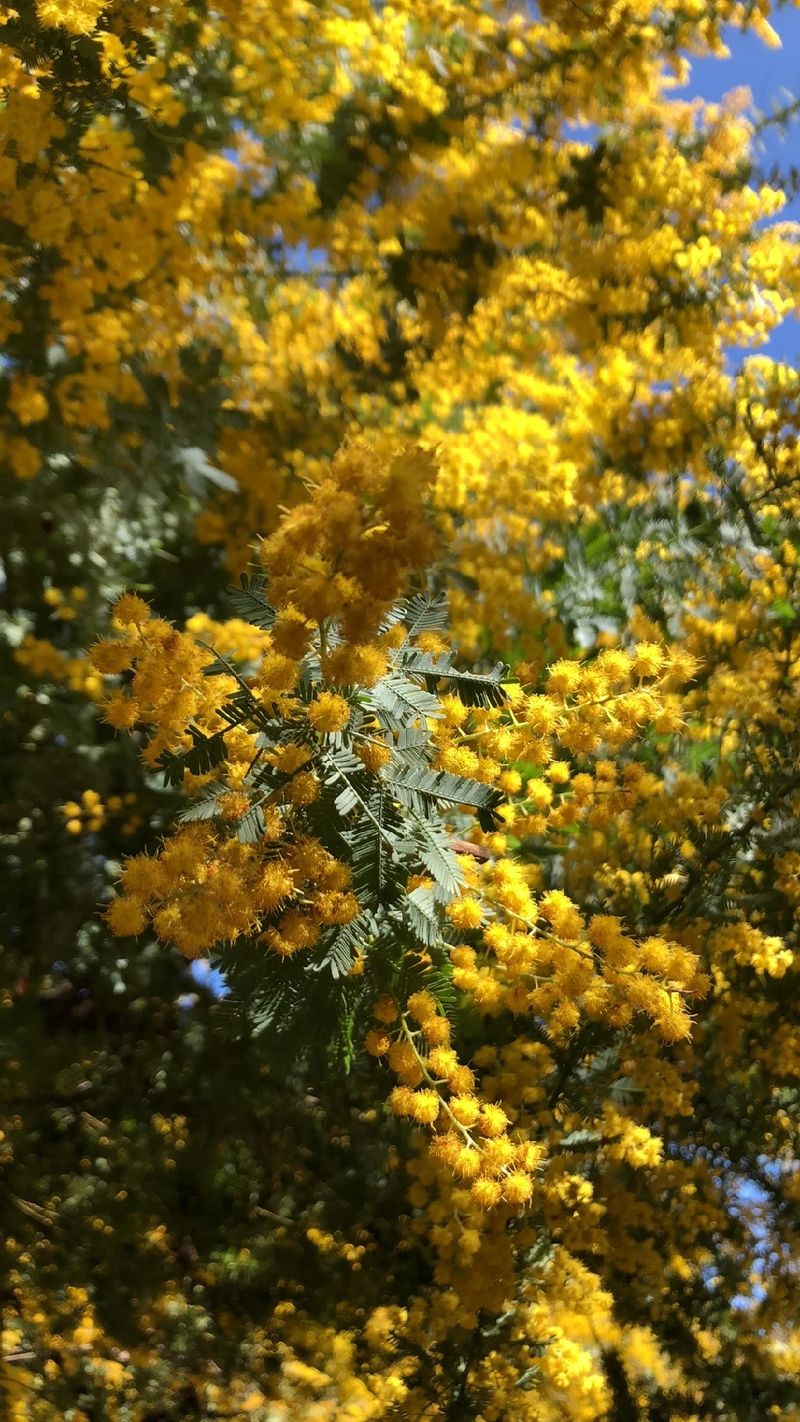 Unveiling the Mysteries of Bailey's Acacia: Symbolism and Significance