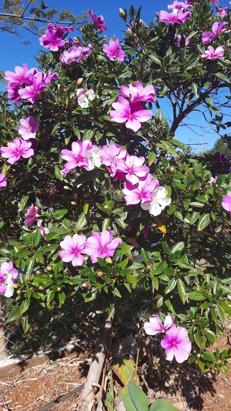 The Glory Bush: Beauty, Significance, and Occasions for This Stunning ...