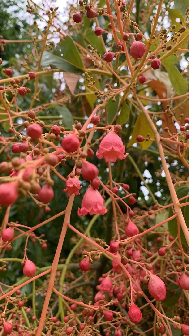 Discover the Enchanting Meaning and Symbolism of the Illawarra Flame Tree