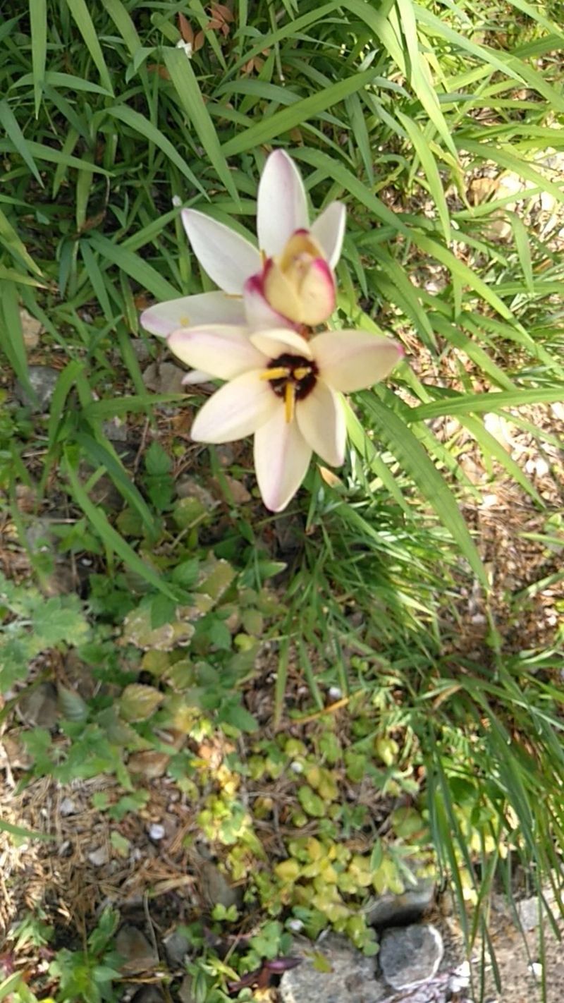 Discover the Beauty and Meaning of the Spotted African Corn Lily