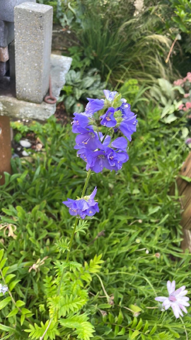 Unveiling the Charm and Meaning Behind Jacob's Ladder Flowers