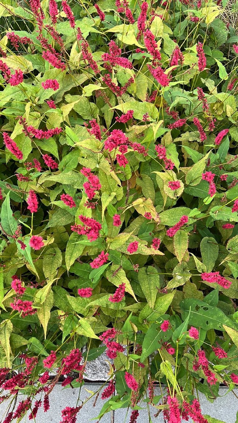 The Enchanting Red Bistort: Symbolism, Significance, and Uses