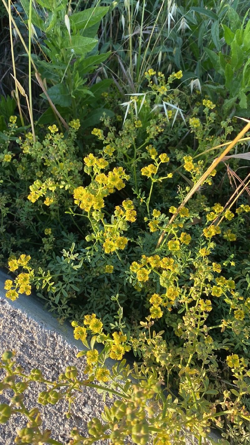 Exploring the Meaning and Symbolism of Fringed Rue in Floral Language