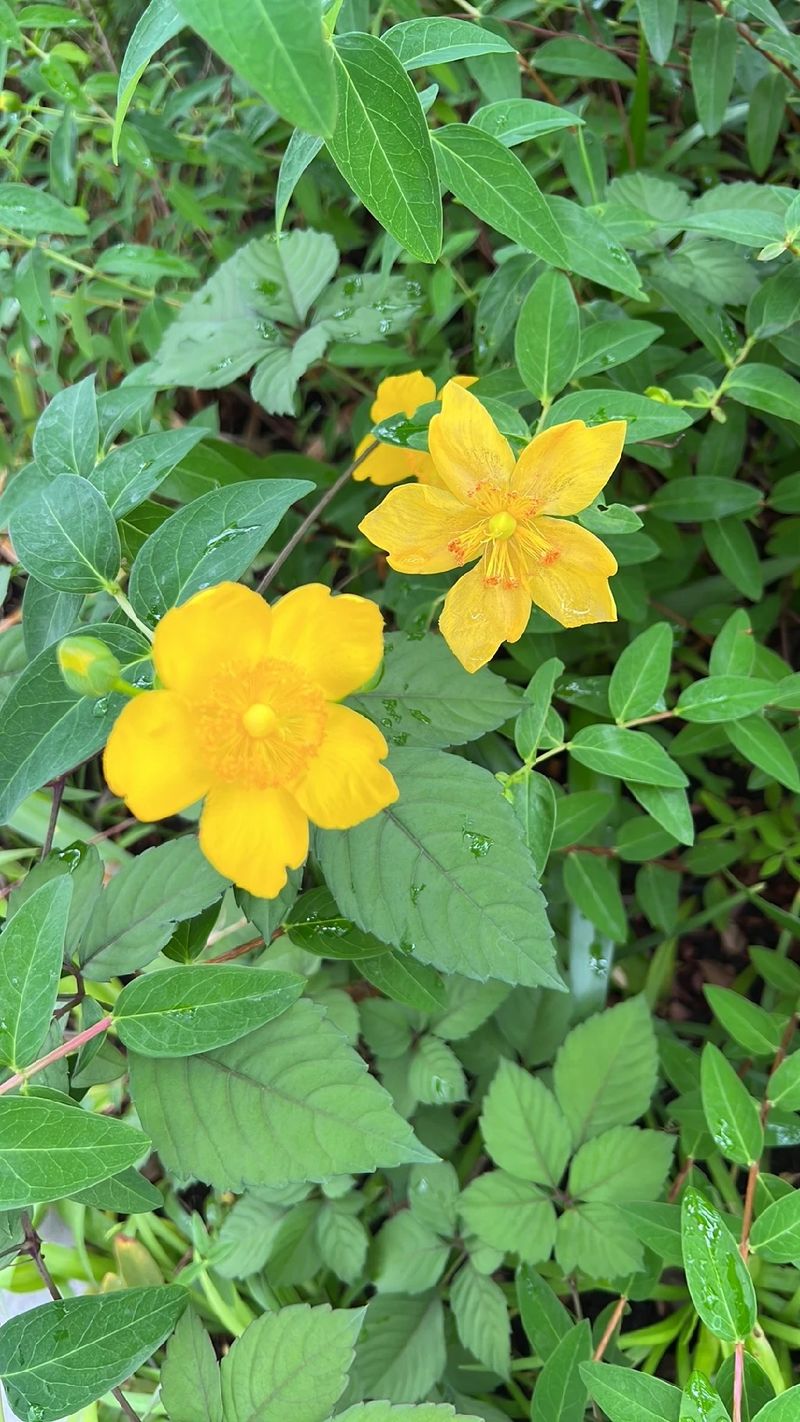 Exploring the Meaning and Symbolism of Creeping St. John's Wort