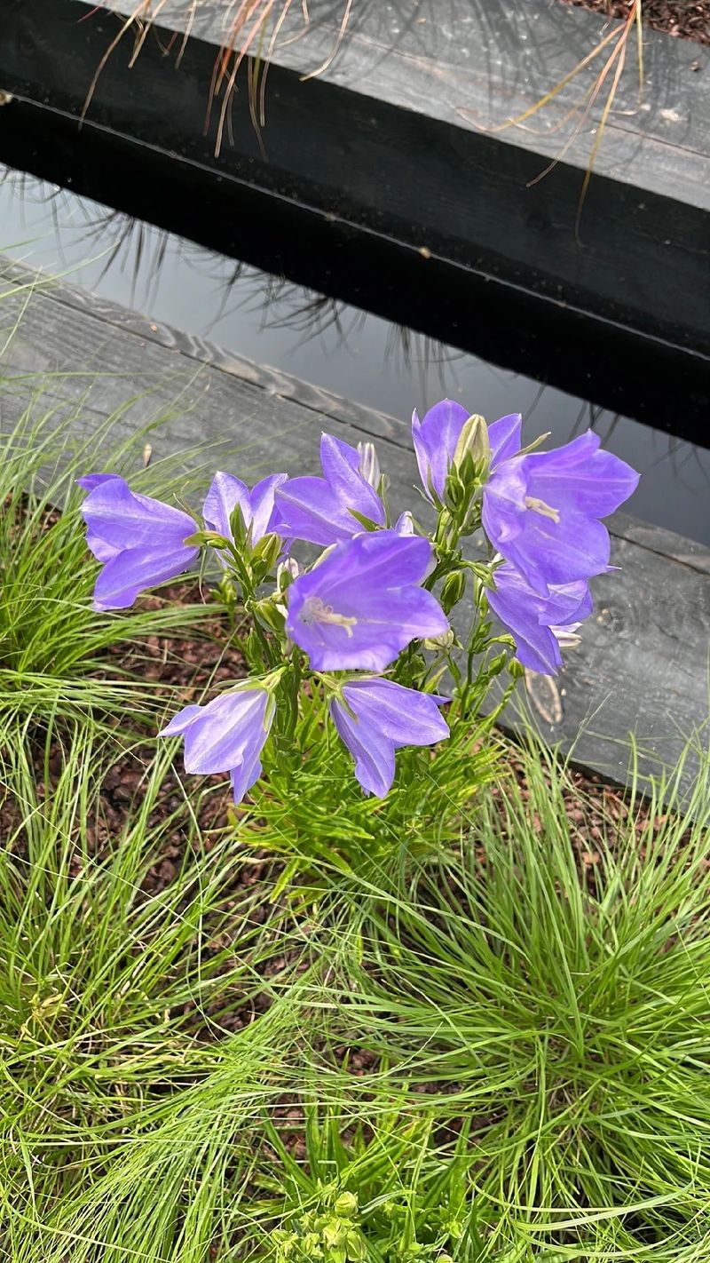 The Peach-Leaved Bellflower: History, Symbolism, and Occasions