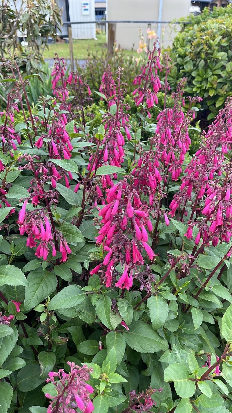 Unveiling the Beauty and Symbolism of Cape Fuchsia Flowers