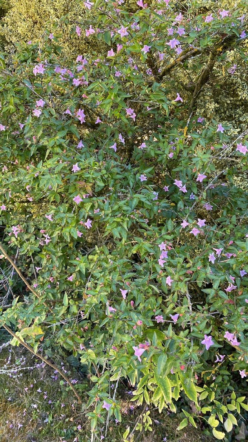 Discover the Elegance and Symbolism of Abelia in Flower Language
