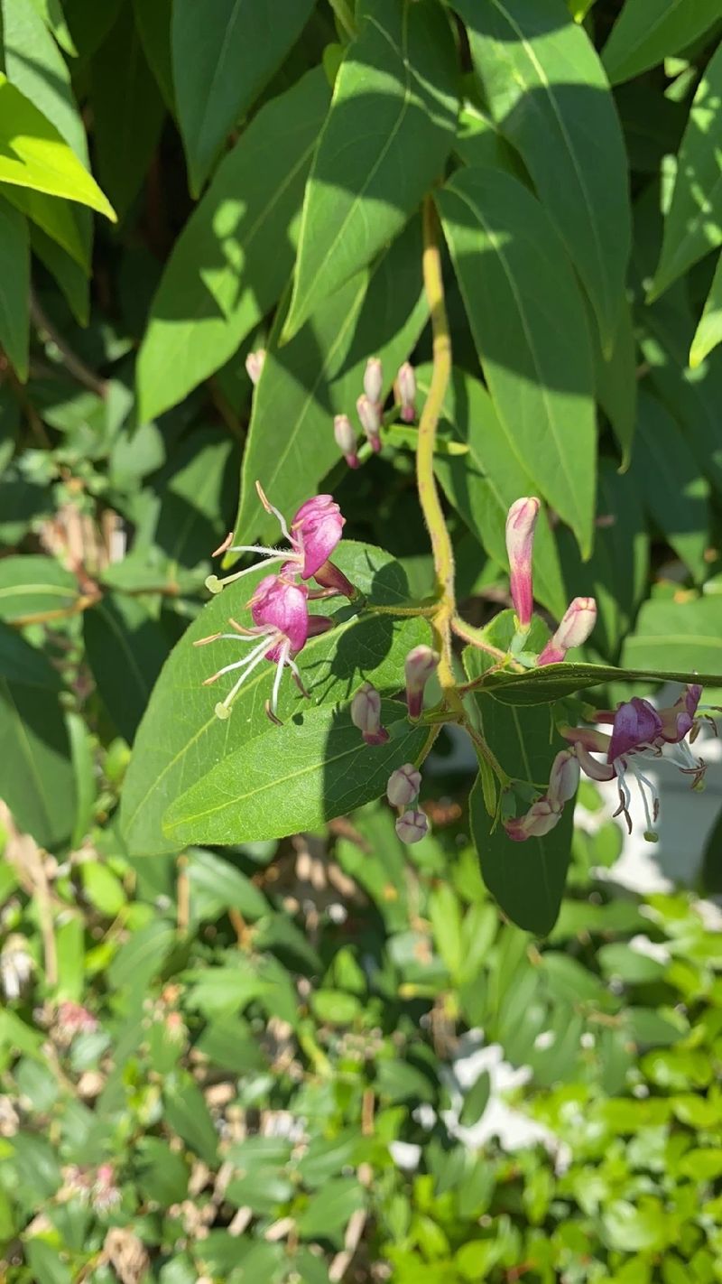 The Meaning and Significance of Henry's Honeysuckle in Floral Symbolism