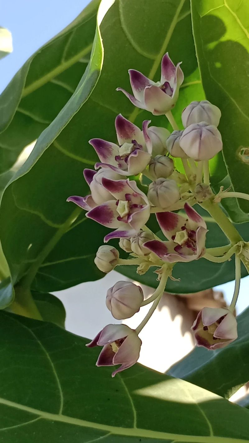 Flor-de-Seda: Descubra a Linguagem e o Significado Deste Encanto Floral