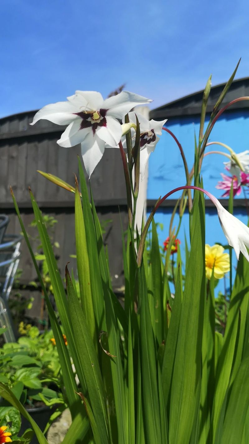 The Fascinating World of the Butterfly Sword Lily: Symbolism and Uses