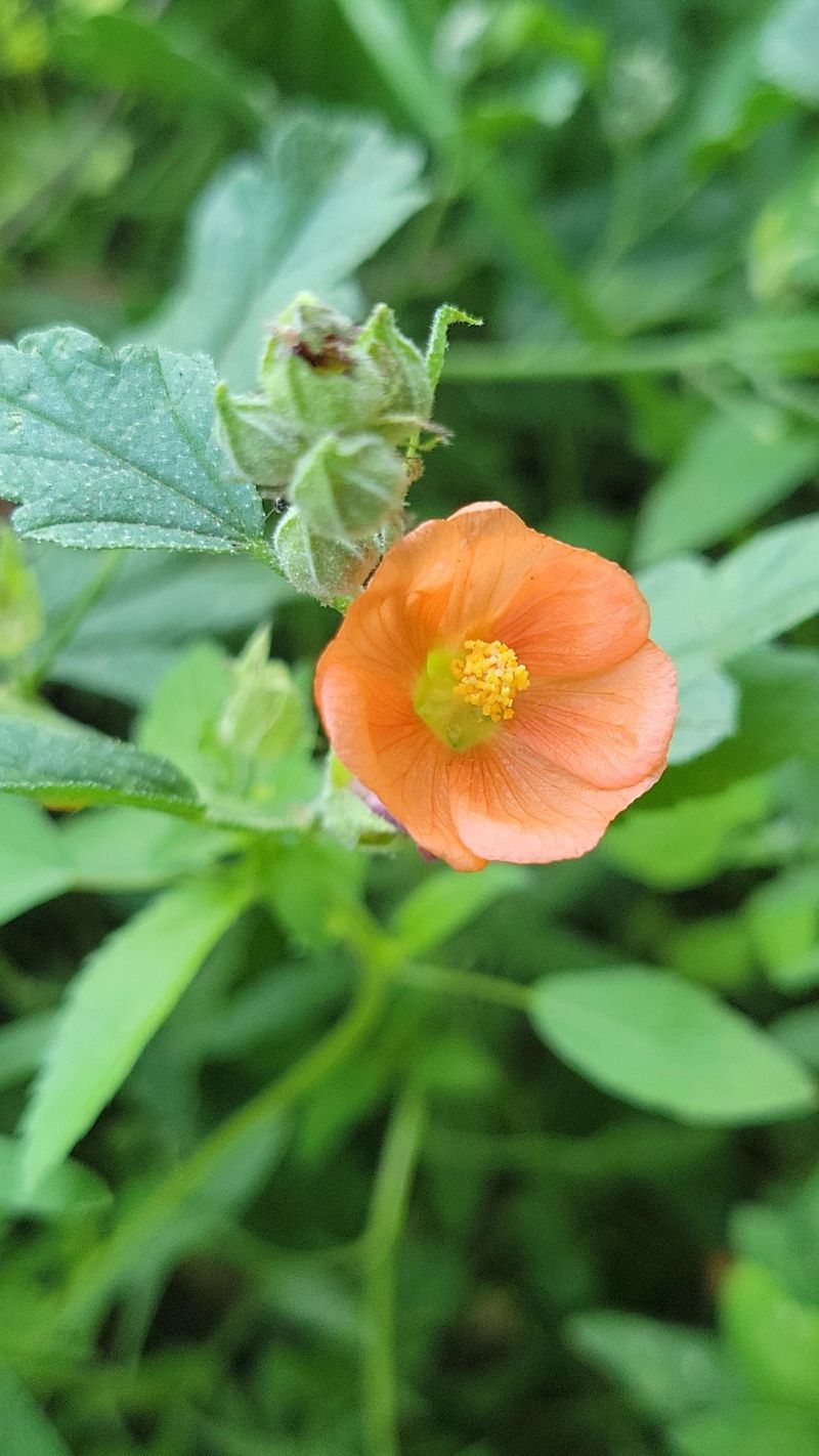 Unveiling the Beauty and Meaning of the Gray Globemallow Flower