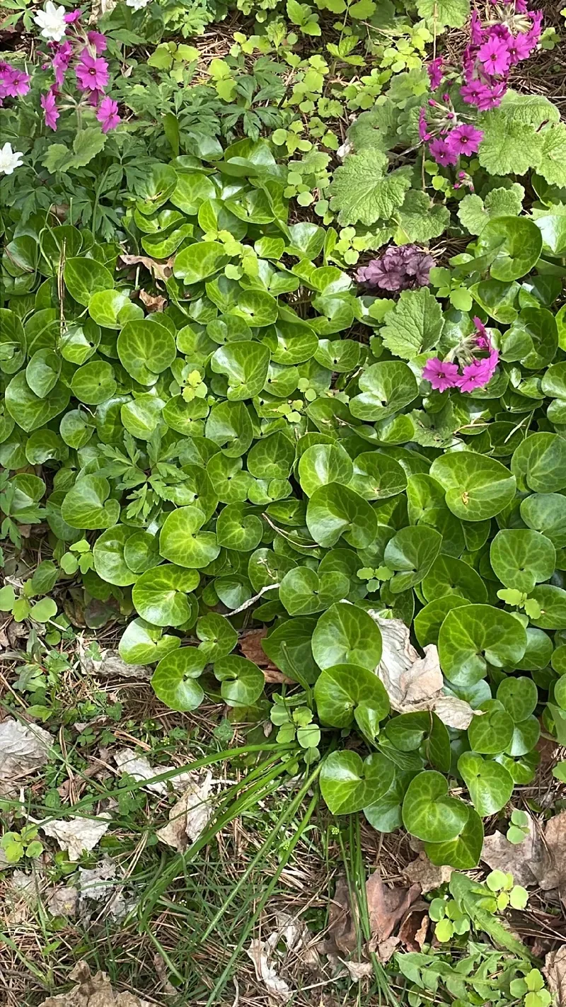 Flor De Jengibre Silvestre