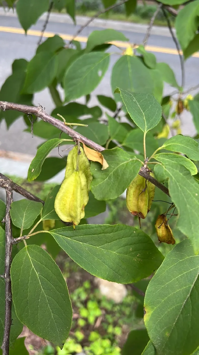 Fruta De Carolina Silverbell