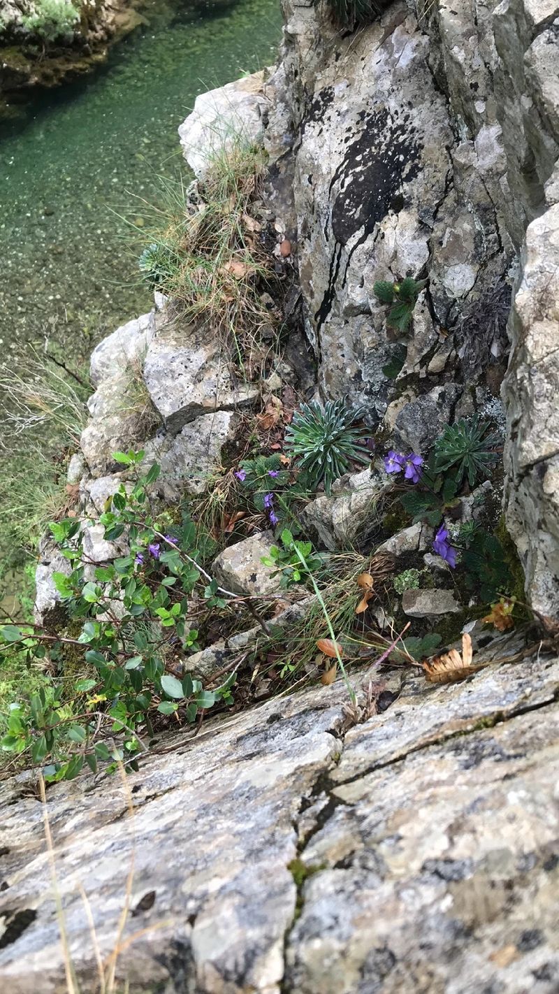 Exploring the Language and Meaning of the Encrusted Saxifrage Flower