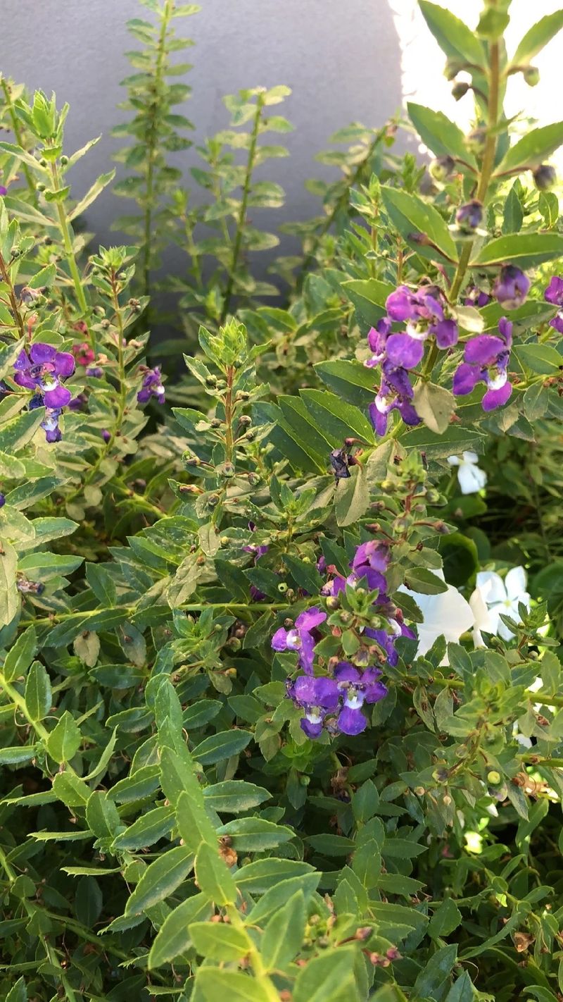 The Symbolism and Significance of Finger Grass: A Floral Insight