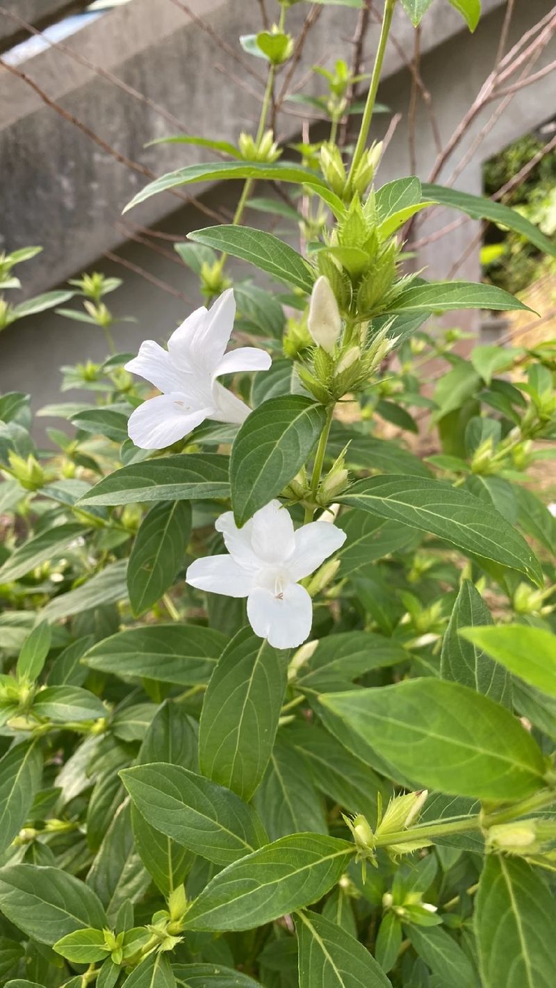 The Language and Meaning of Coral Creeper: Discovering Its Symbolism ...