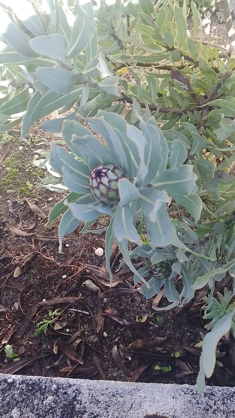Discover the Enchanting Beauty and Symbolism of Green Protea