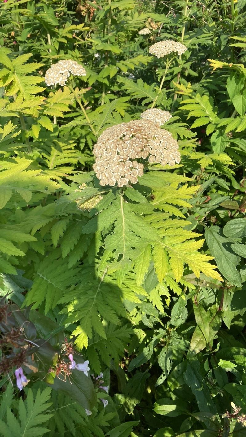 Exploring the Symbolism and Cultural Significance of Rayed Tansy Flowers