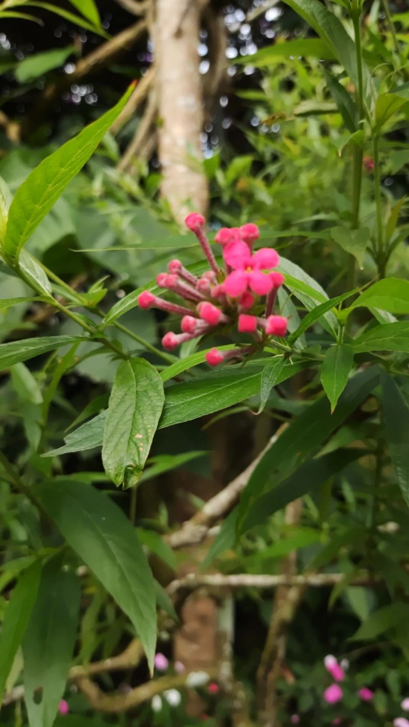 Discover the Beauty and Significance of Pince's Luculia Flower