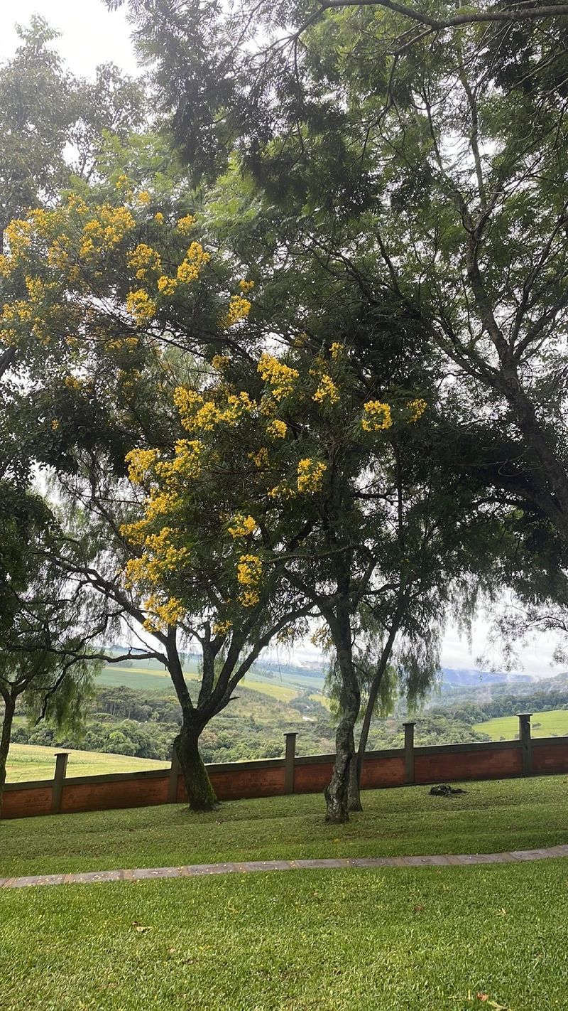 Unveiling the Golden Wonder Tree: Symbolism, History, and Usage