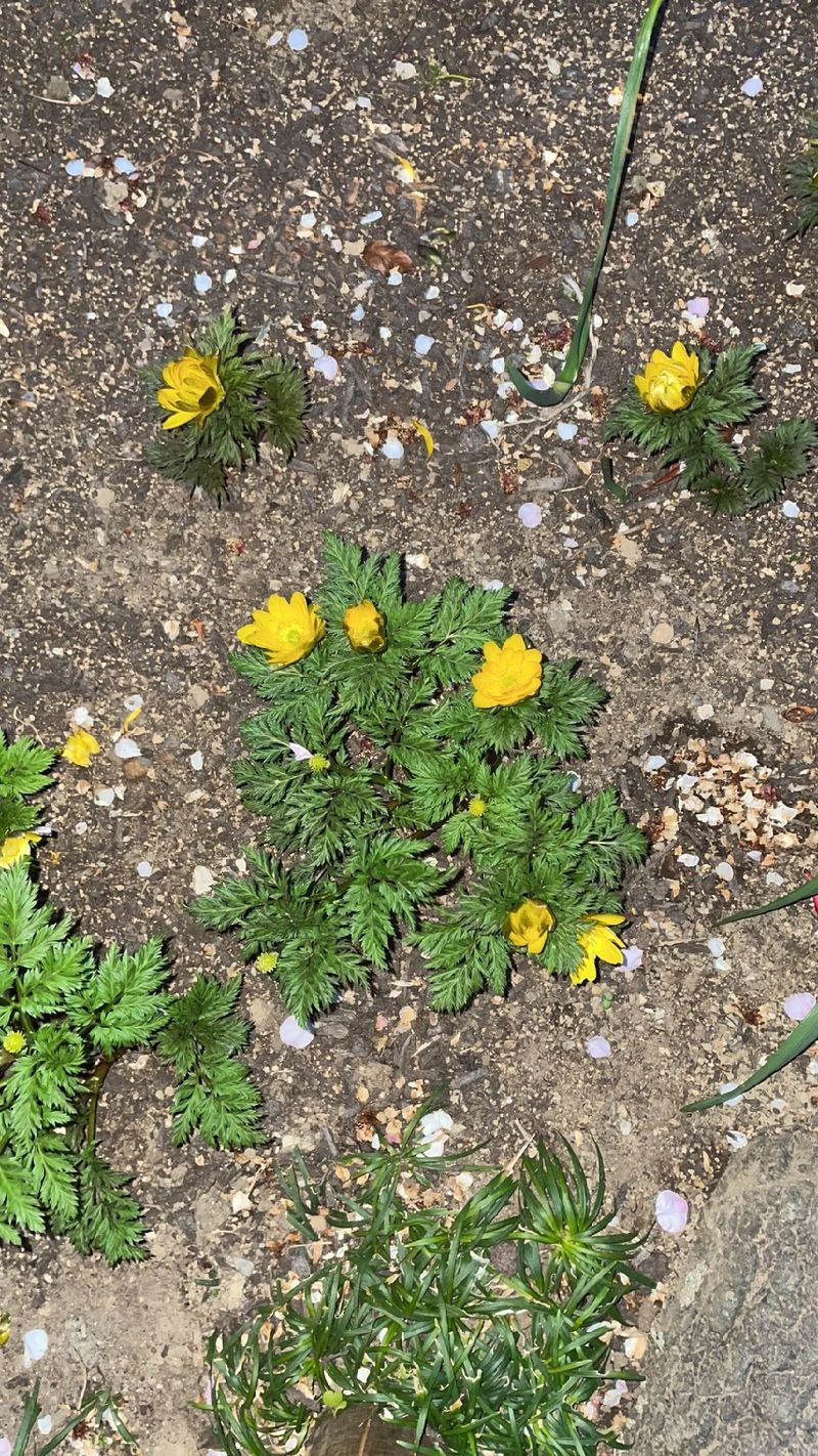Exploring the Elegant Symbolism and Uses of Amur Adonis Flowers