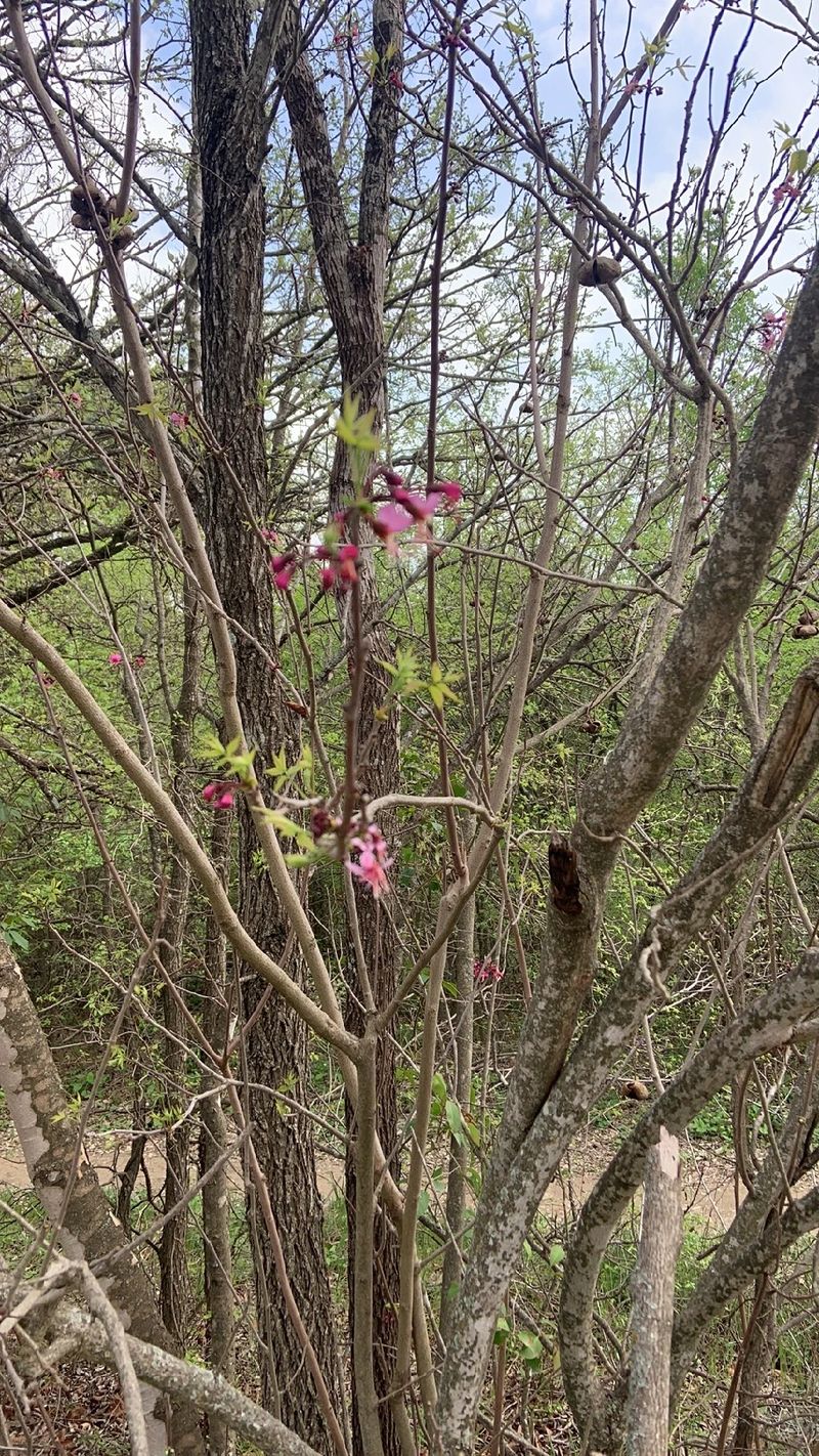 The Language and Meaning of Mexican Buckeye Flowers: A Symbolic Journey