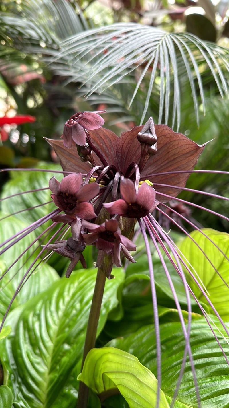 The Enigmatic Beauty and Symbolism of the Black Bat Flower