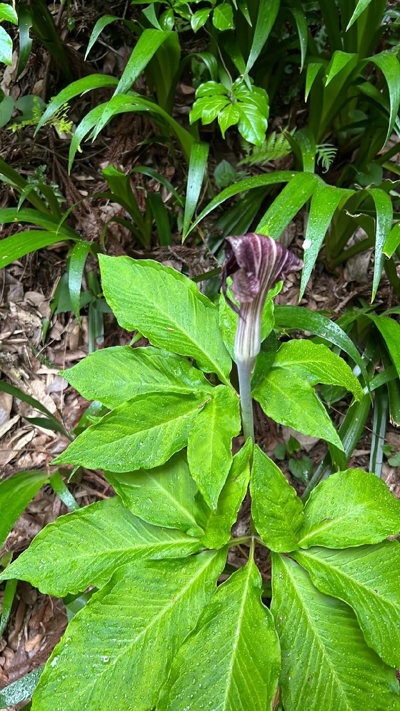 Unveiling the Allure and Symbolism of Jack in the Pulpit Flowers