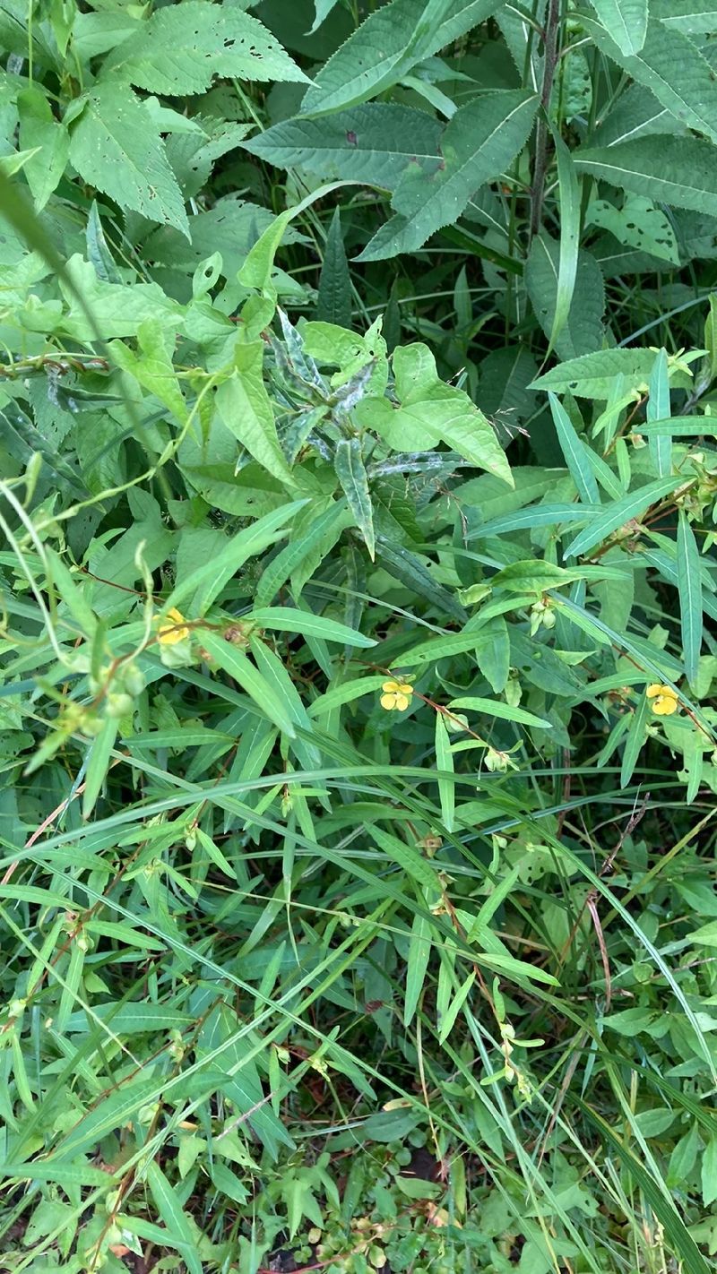 The Symbolic Beauty and Significance of the Seedbox Flower