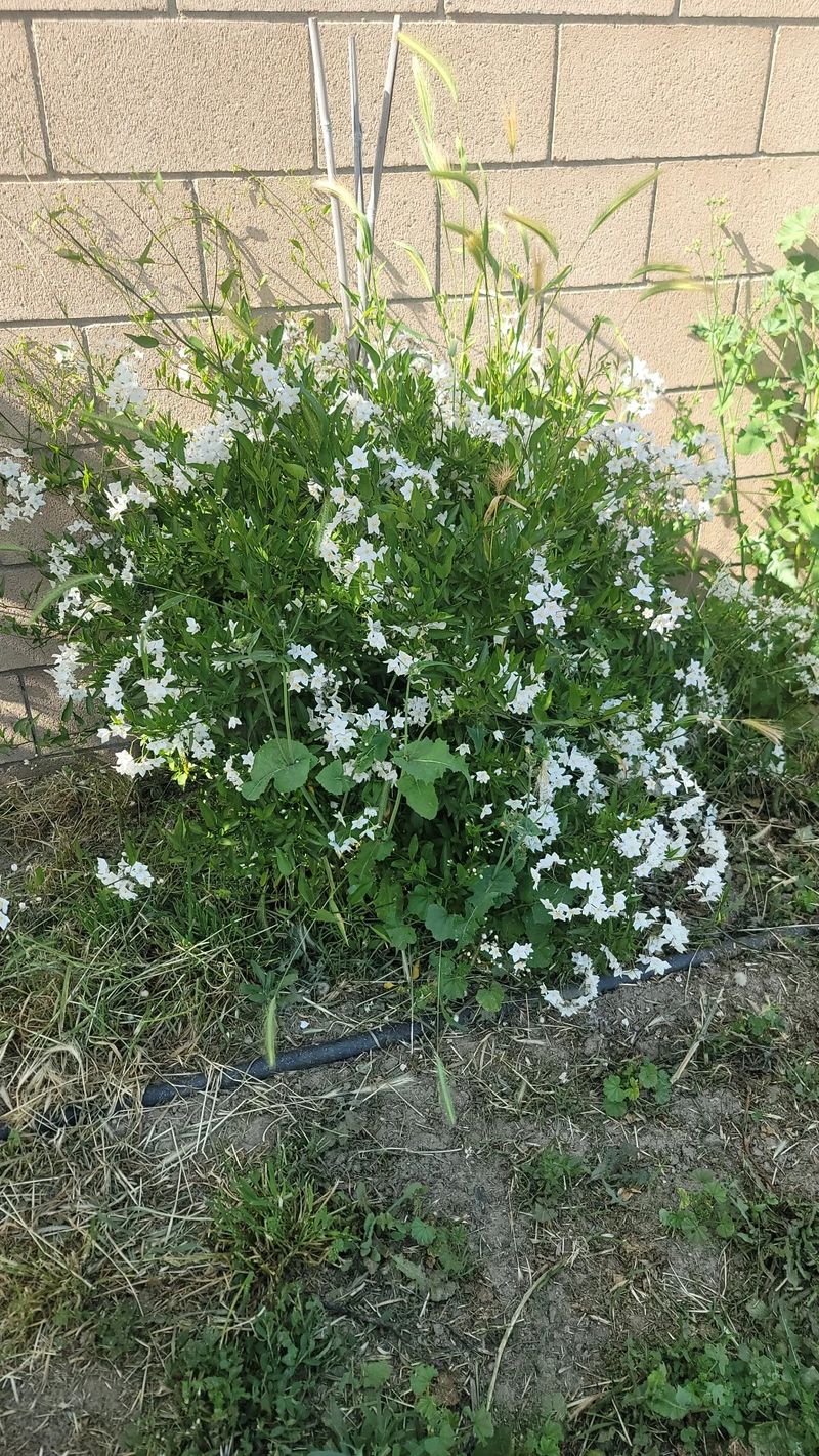 Unveiling the Charm and Symbolism of Woolly Bluestar Flowers