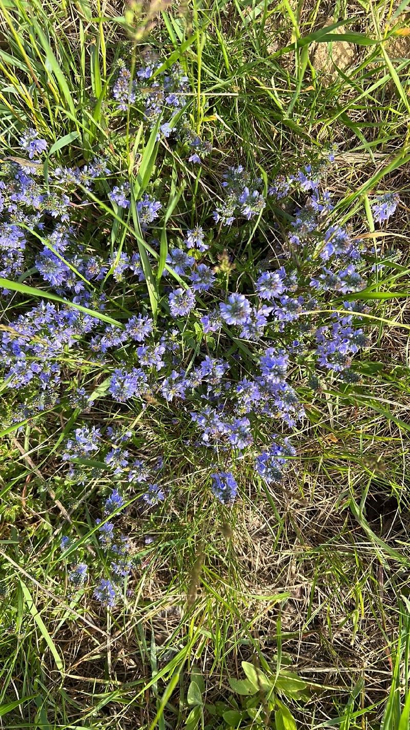 The Language and Meaning of Prostrate Speedwell: A Fascinating Tale