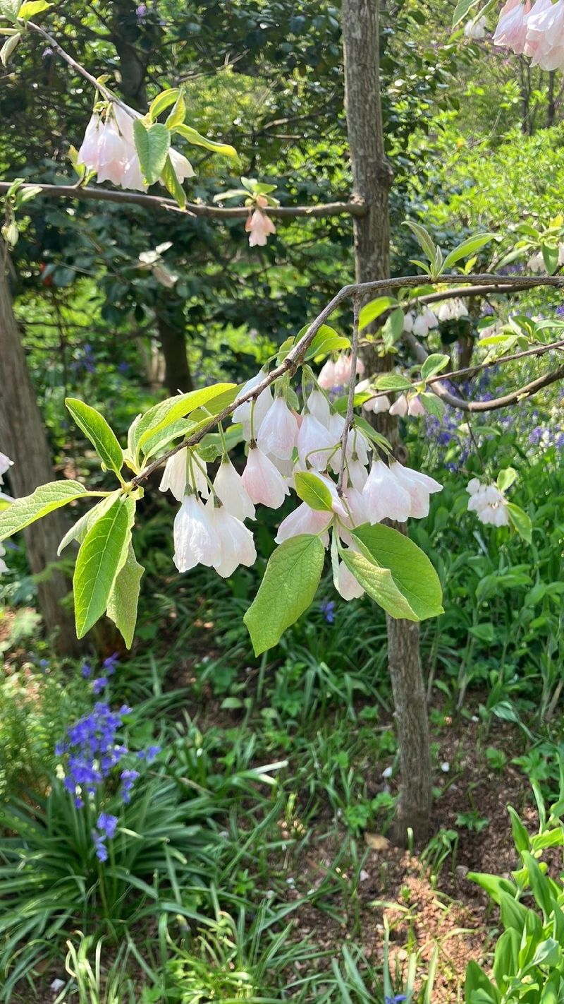 Discover the Allure and Symbolism of the Carolina Silverbell Flower