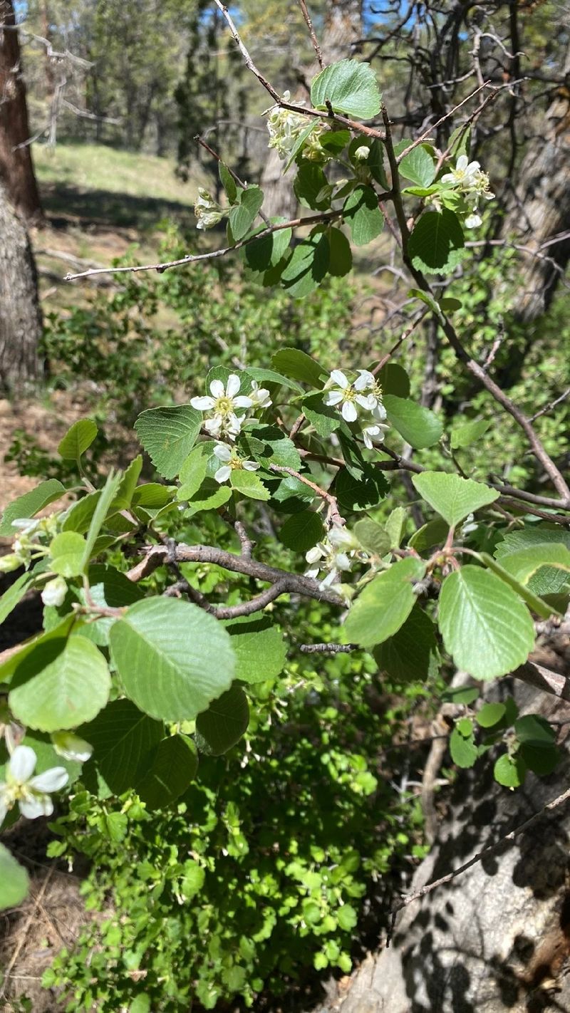 Exploring the Meaning and Beauty of the Utah Serviceberry Flower