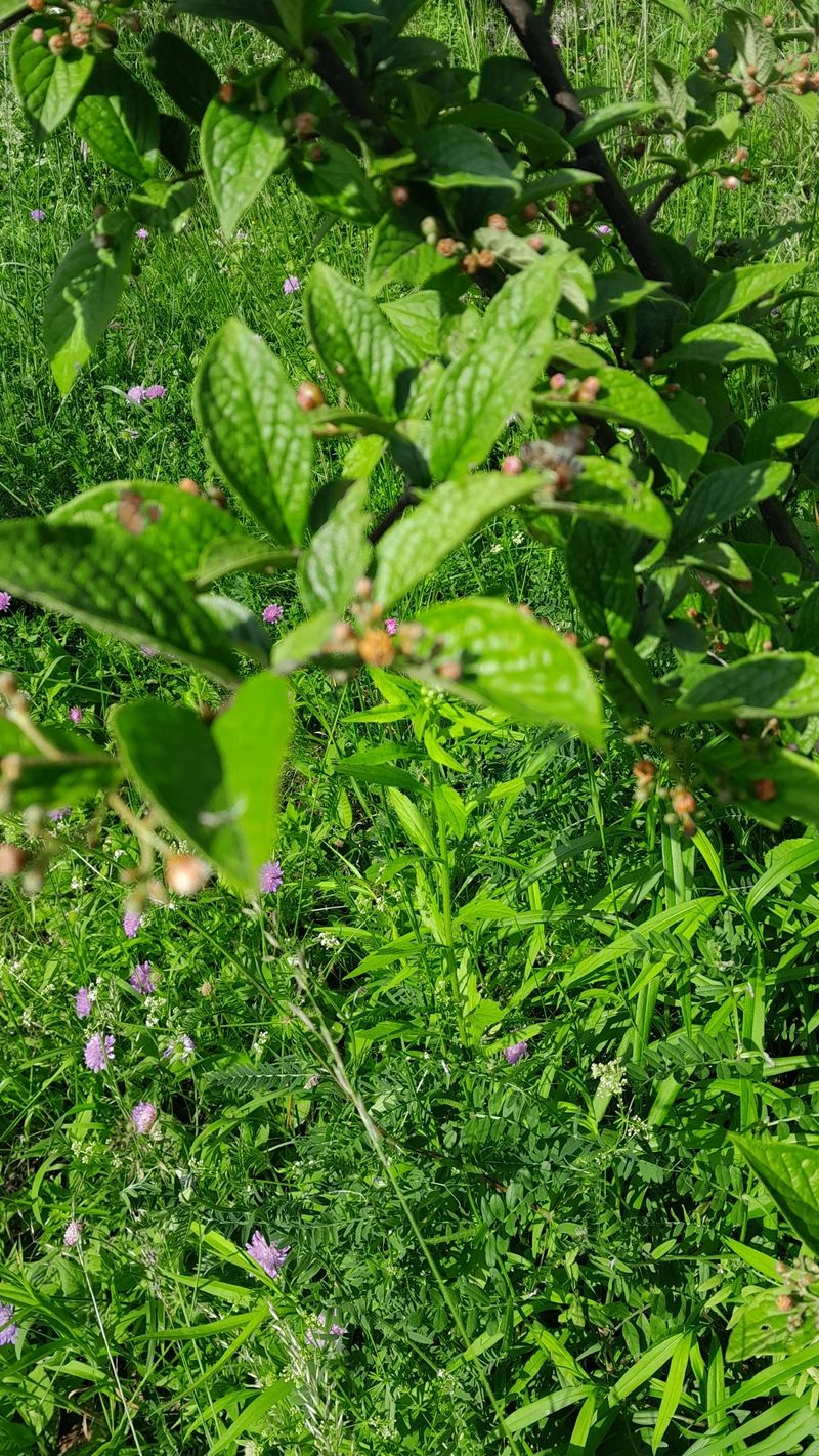 Understanding the Symbolism and Significance of Acuminate Cotoneaster ...