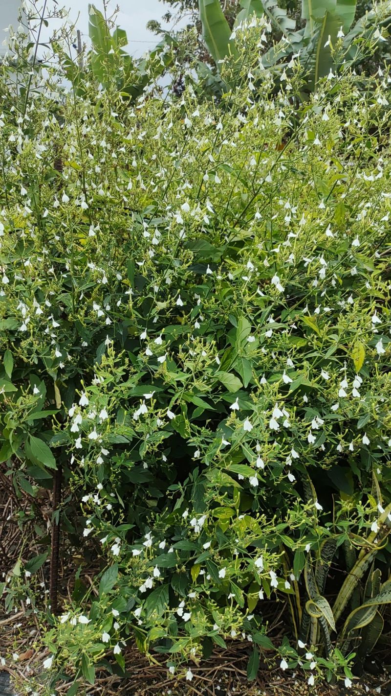 The Enchantment and Symbolism of Snake Jasmine: Language of Flowers ...