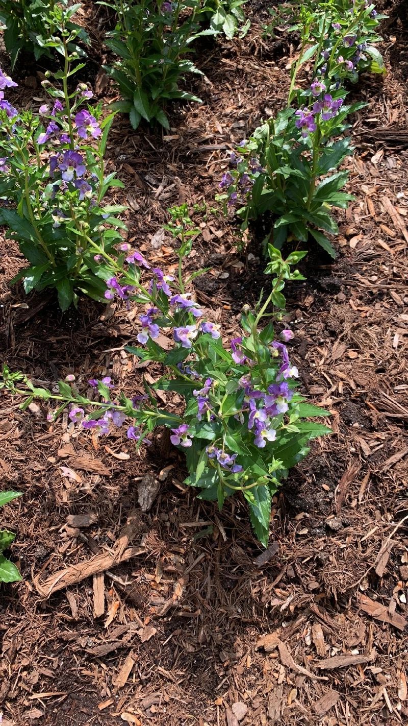 Discover the Beauty and Symbolism of Venus Penstemon
