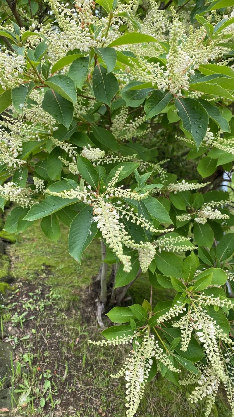 Exploring the Beauty and Symbolism of the Japanese Tree Clethra