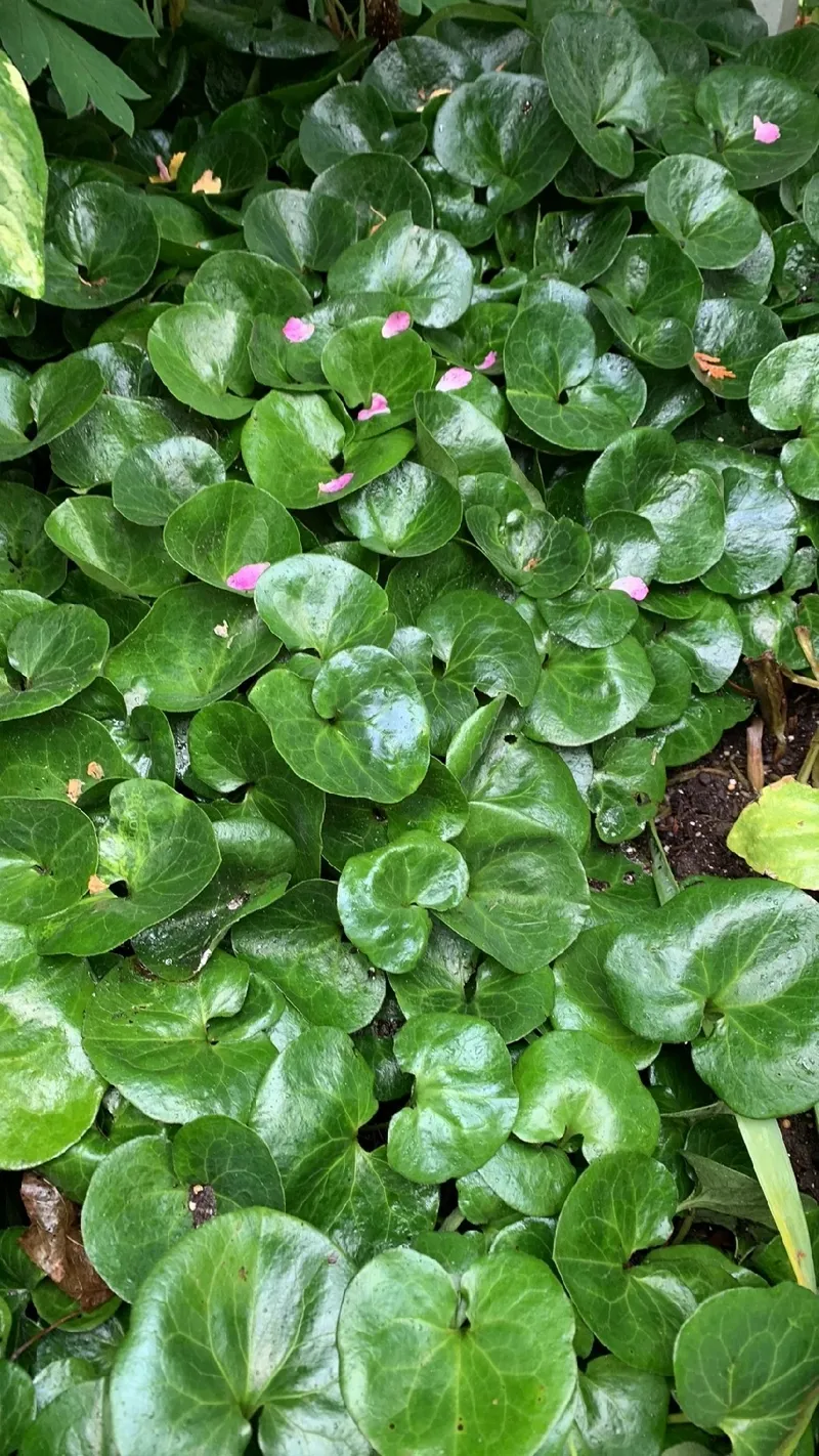 Flor De Jengibre Silvestre