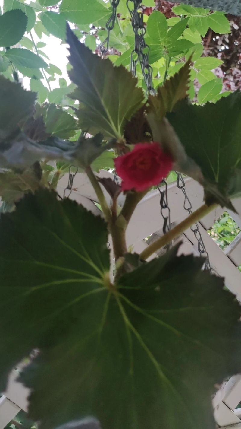 Exploring the Language and Meaning of Tuberous Begonias