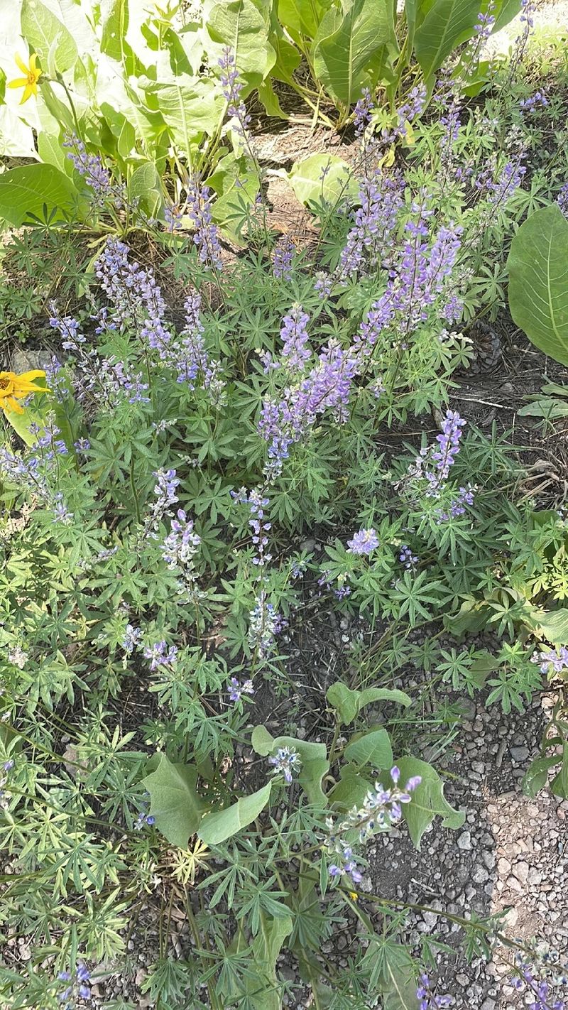 Discover the Meaning and Symbolism of Broadleaf Lupine in Flower Language