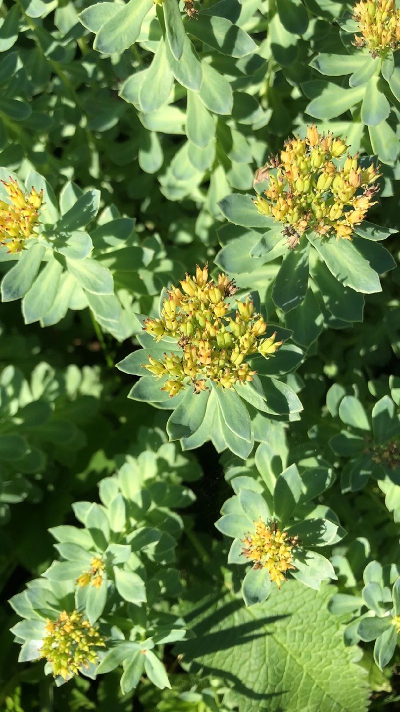 Unveiling the Charm and Significance of Roseroot Stonecrop Flowers
