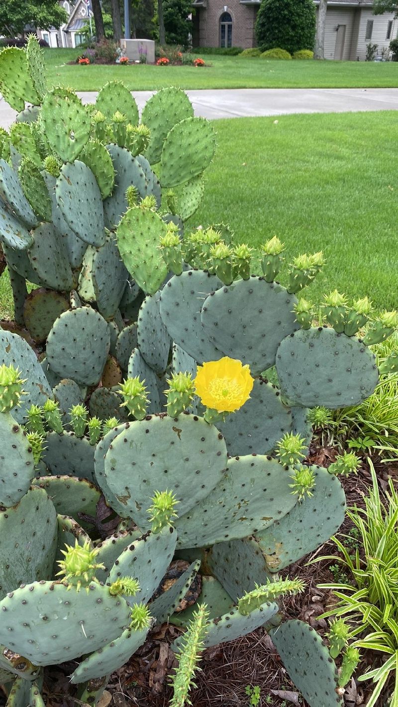 El Significado y la Belleza del Nopal Cuijo en la Cultura y la Naturaleza