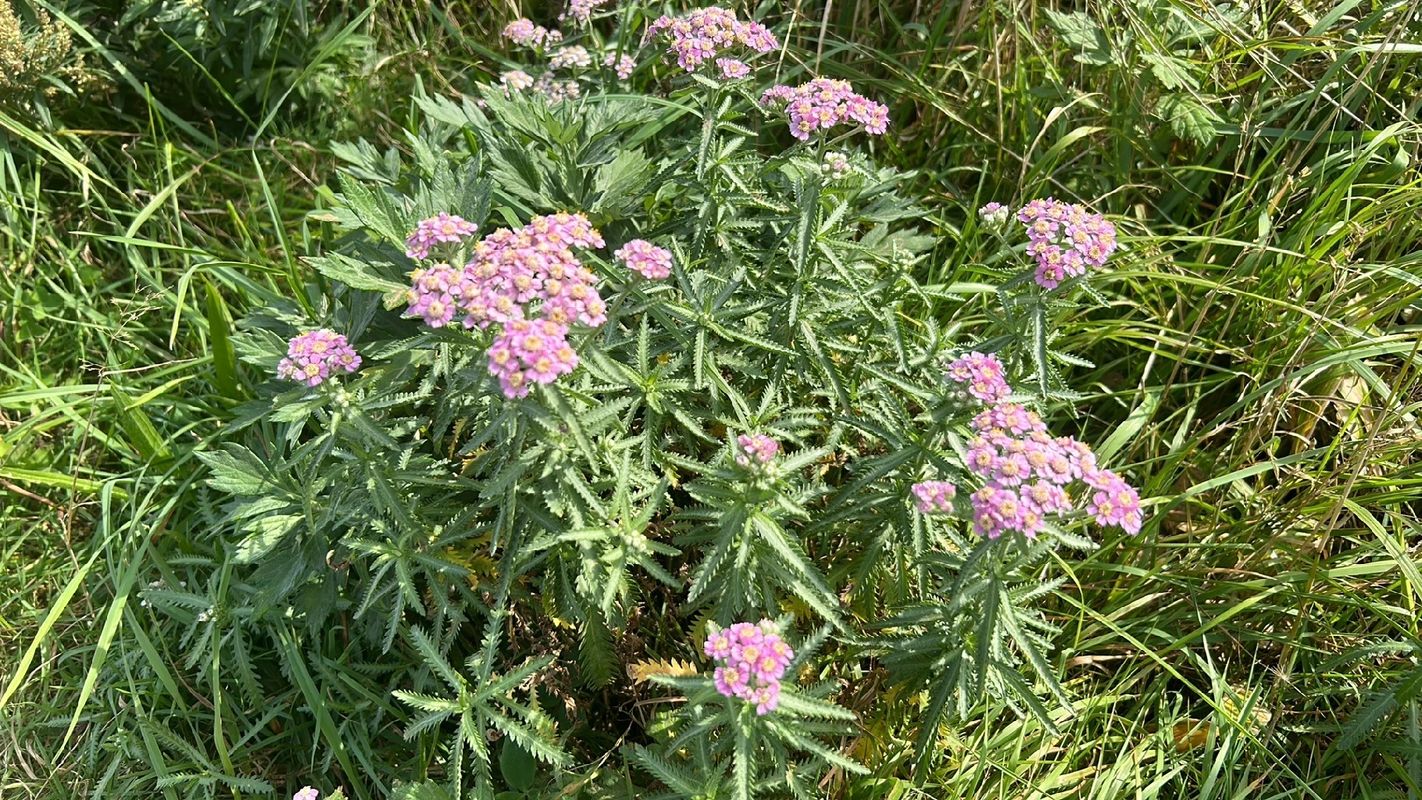 Exploring the Beauty and Significance of Chinese Yarrow