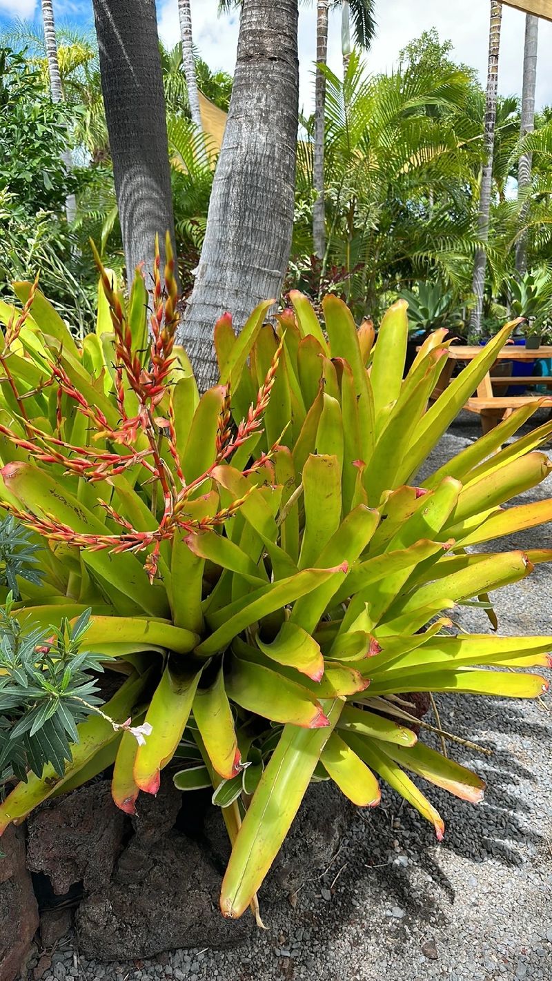 The Allure and Symbolism of the Flaming Torch Flower