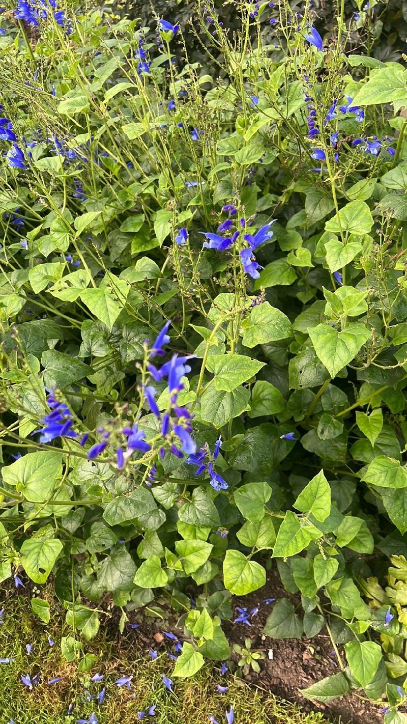 Descubre la Flor del Gallito: Historia, Simbolismo y Usos