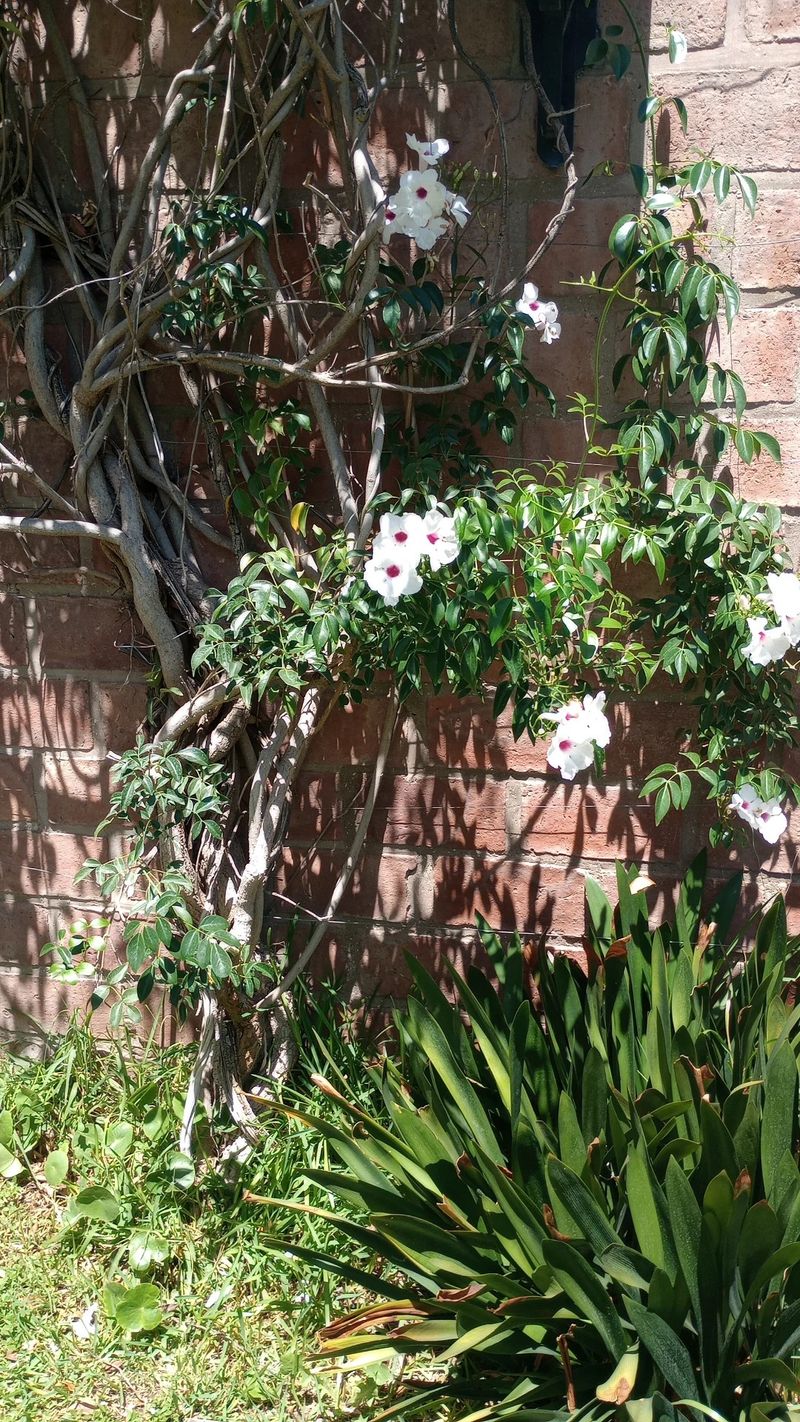 Understanding the Beauty and Symbolism of the Bower Vine Flower