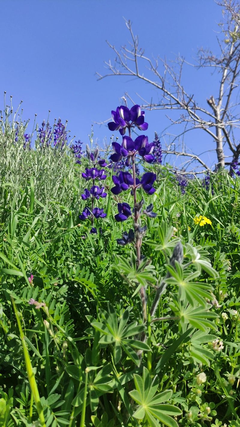 Exploring the Meaning and Symbolism of the Blue Lupine Flower