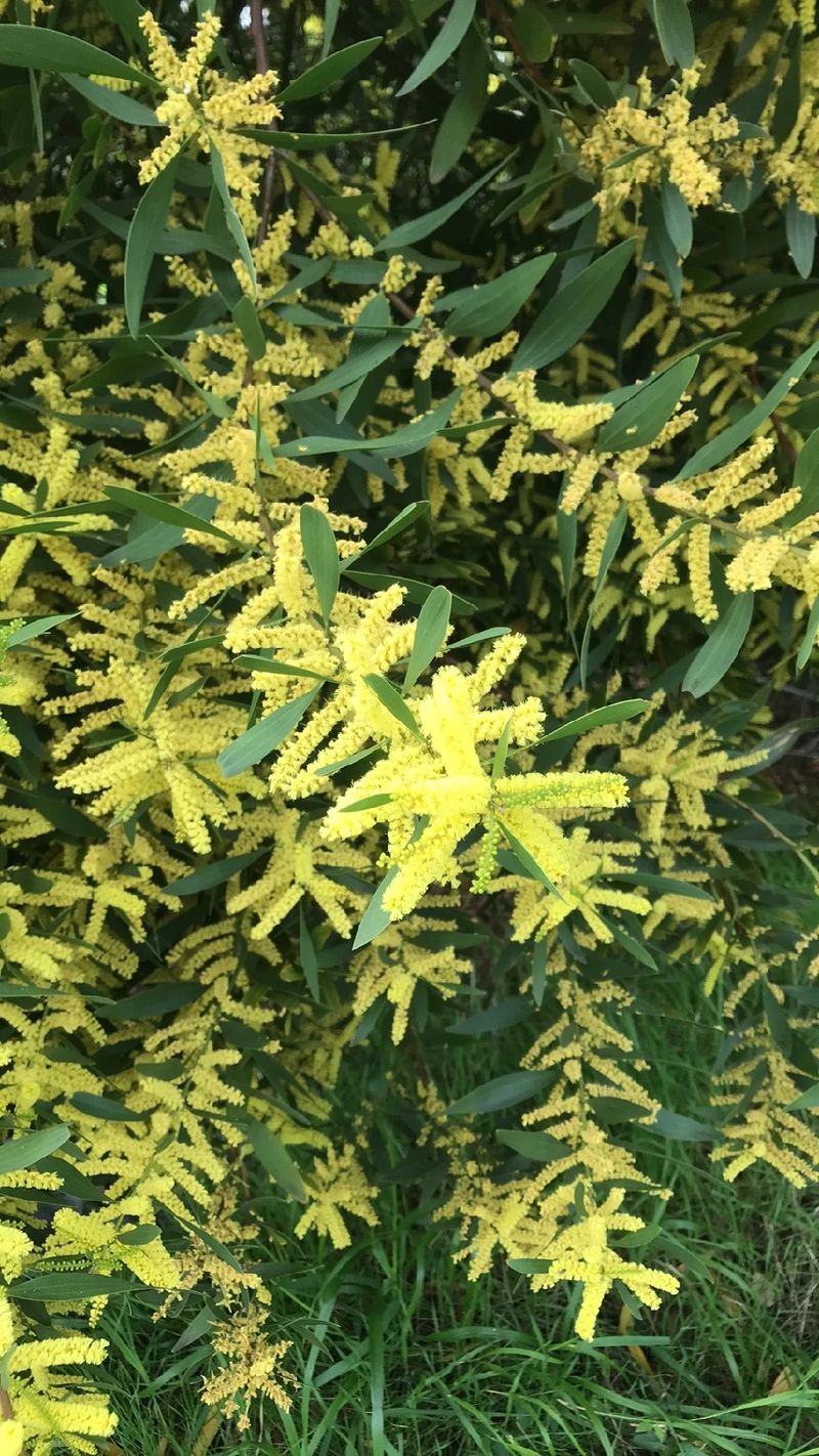 Discover the Unique Language and Meaning Behind Earleaf Acacia